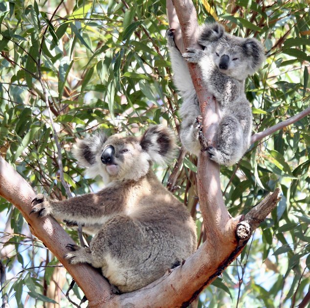 Ask your local MP to Save Sydney Basin Koalas | 2025 Rescue Plan for ...